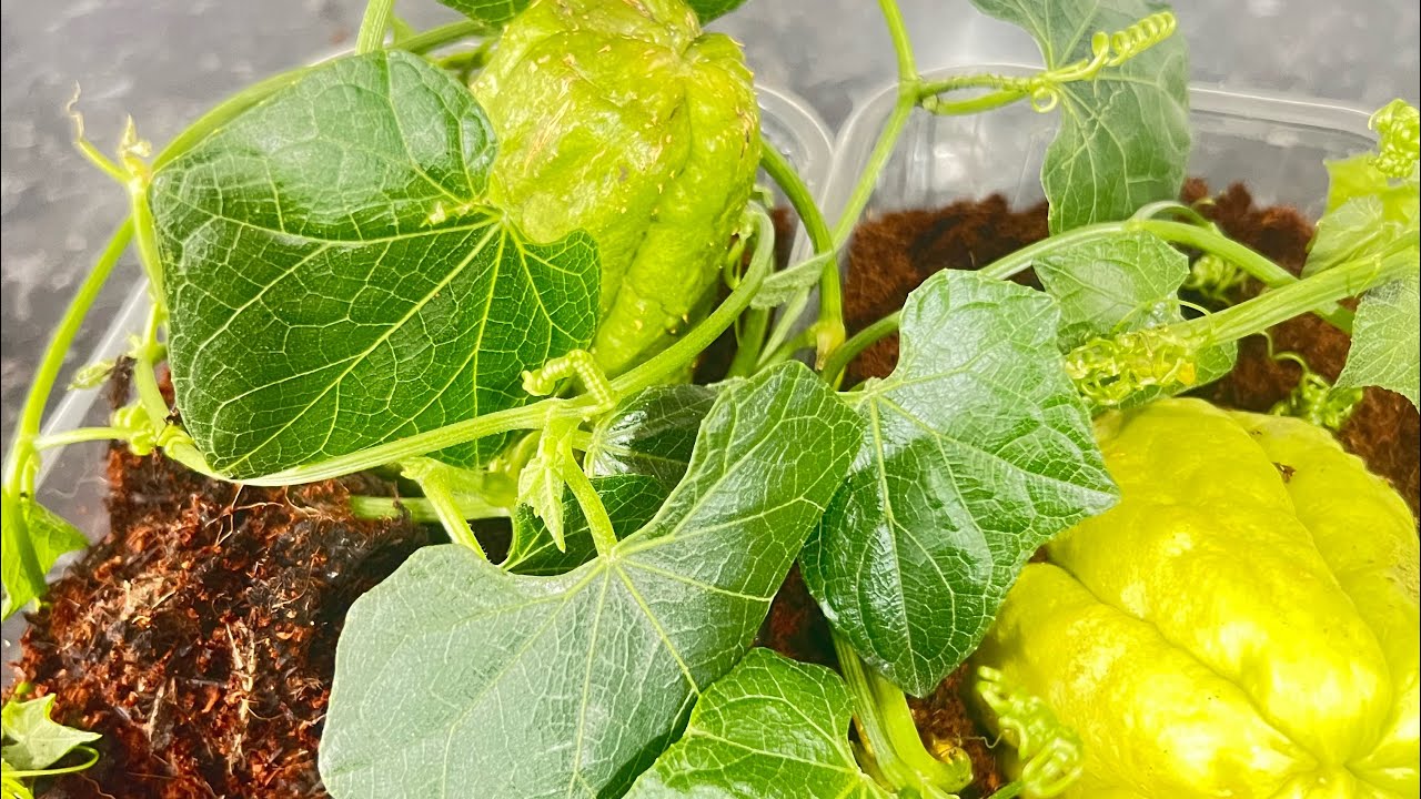 Chayotes in recycle containers #chayote #chowchow #chocho #jamaica # ...