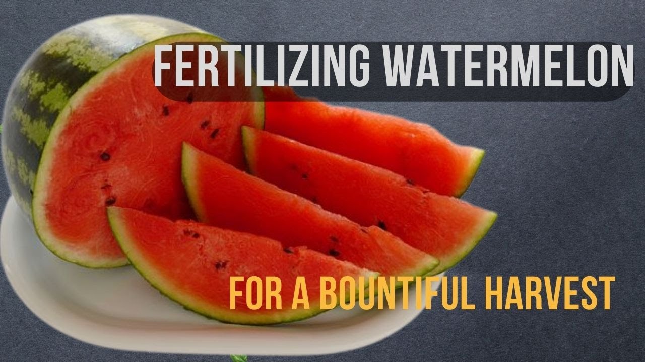Fertilizing Watermelon for a Bountiful Harvest: Tips and Techniques for ...