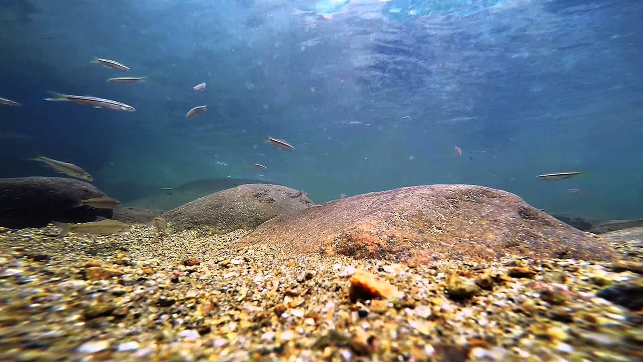 Fresh Water Fishes - GoPro Video (Watch in HD) - YouTube