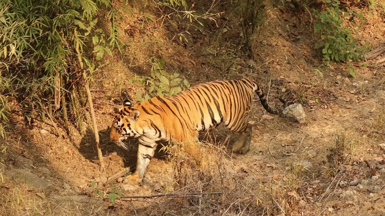 tiger walks among bamboo in india - YouTube