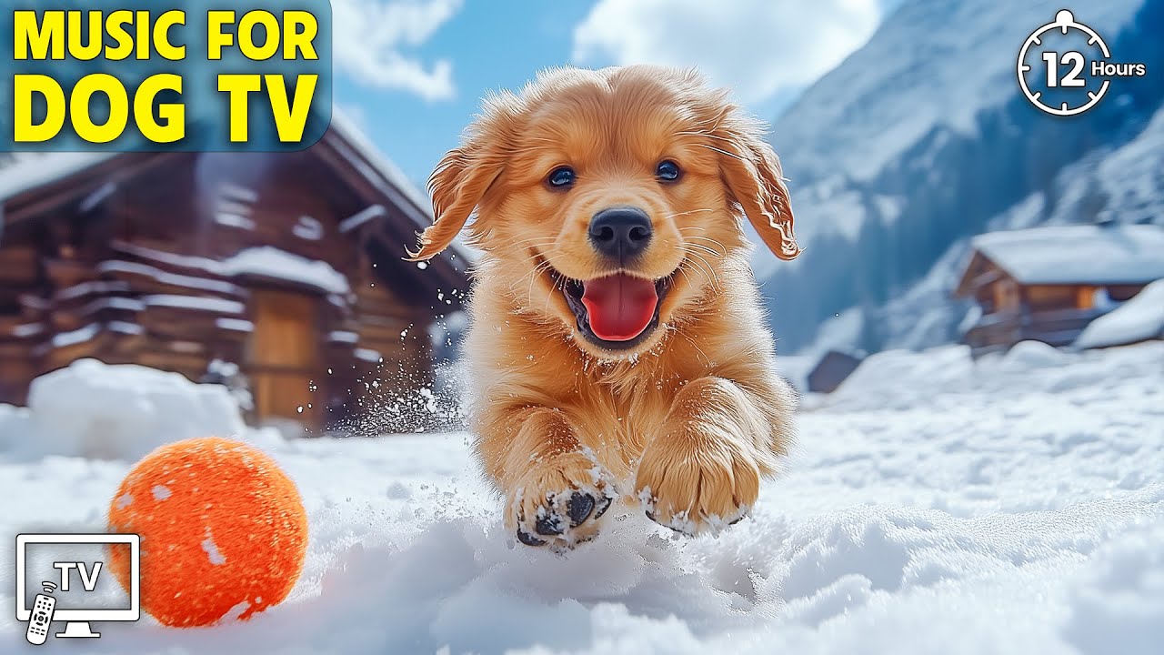 12 Hours of Dog Calming Music for Dog 🐕 Music Relax Your Dogs & Stop ...