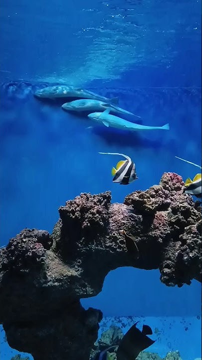 Рыбки-антистресс 🐠 #подводныймир #релакс #москвариум #вднх #shorts ...