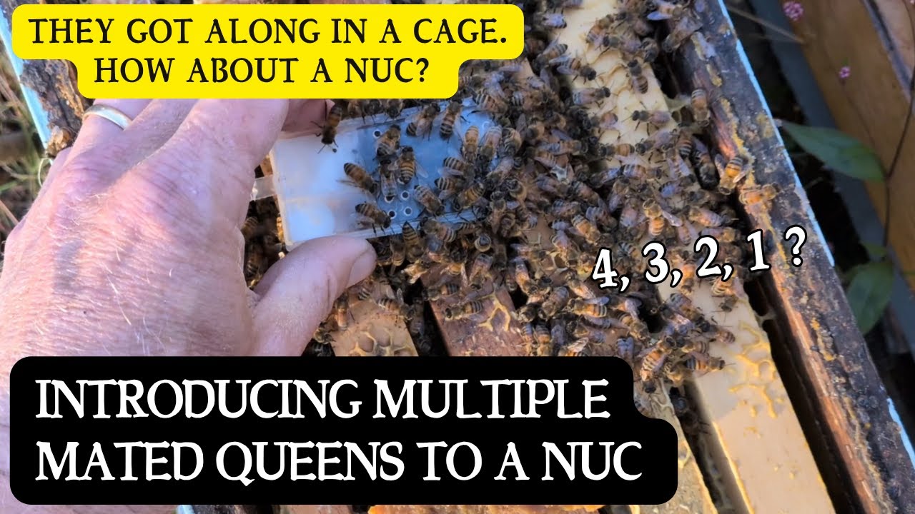 If multiple queens get along in a cage how about in a nuc? Multi queen ...