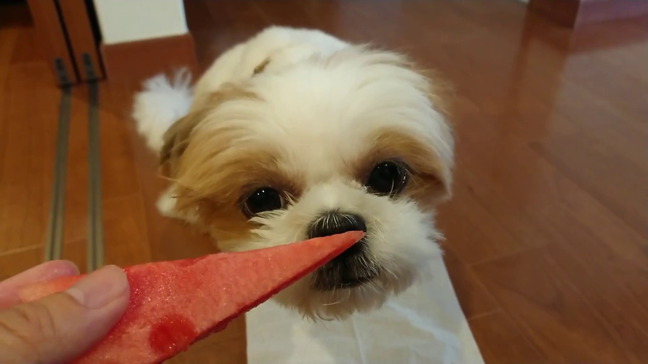 シーズー犬もぐ☆大好きすぎて…スイカ泥棒---Mogu the shihtzu☆watermelon bandit!…really love ...