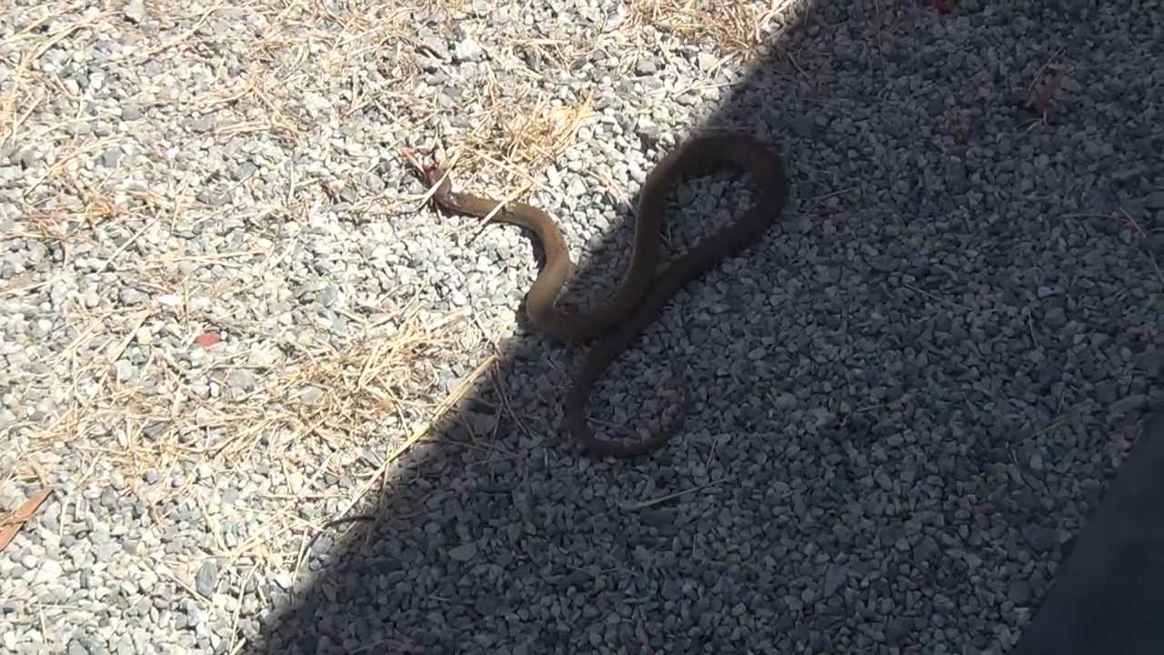 Venomous Snake WAS in my house, now DEAD! - YouTube