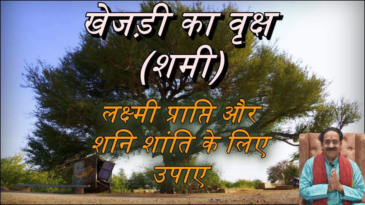 खेजड़ी का वृक्ष (शमी) Jand Tree का लक्ष्मी प्राप्ति और शनि शांति के लिए ...