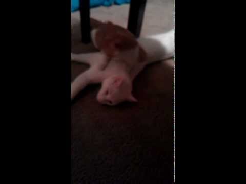 Pussy on pussy action