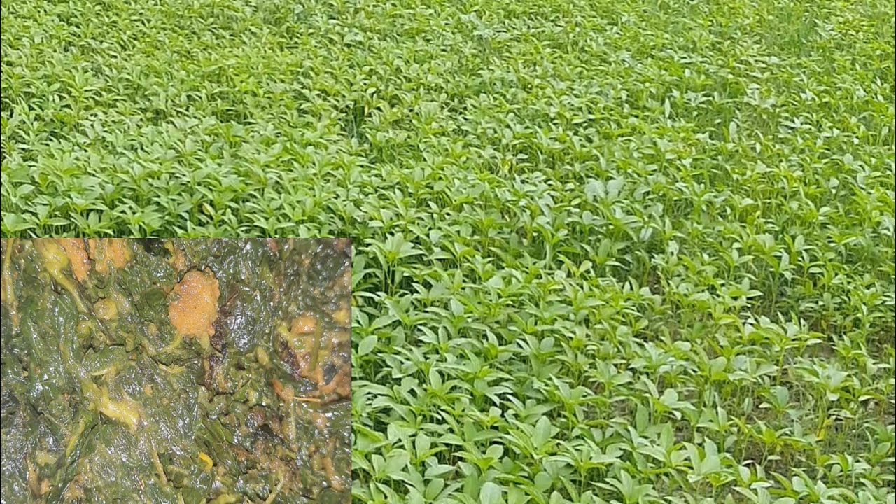 Pat Shak Receipe || Jute leaves Receipe - YouTube