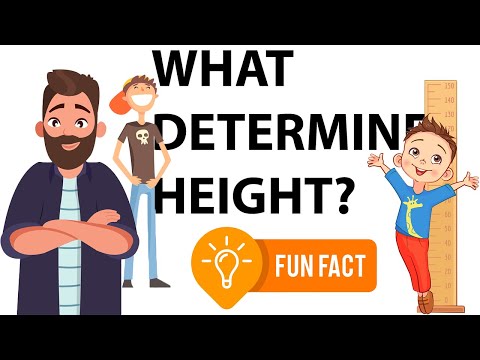 Exploring Height: What Determines It and Fun Facts