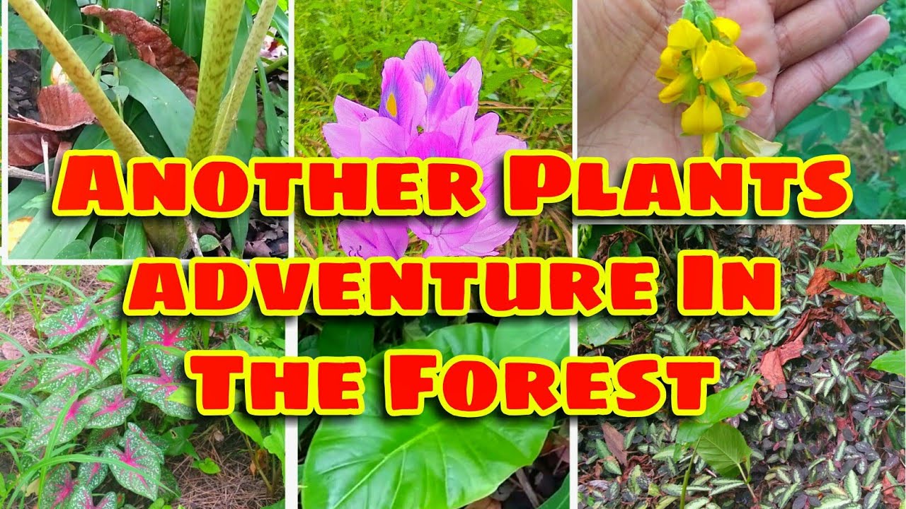 PLANTS ADVENTURE IN THE FOREST - YouTube