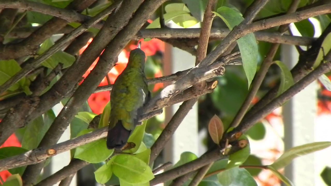 Puerto Rico Hummingbird - YouTube