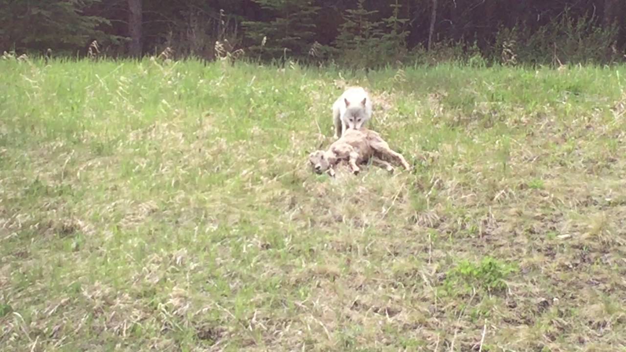 Wolf Attack on Big Horn Sheep -Kananaskis- Rare Jukin Media Verified ...