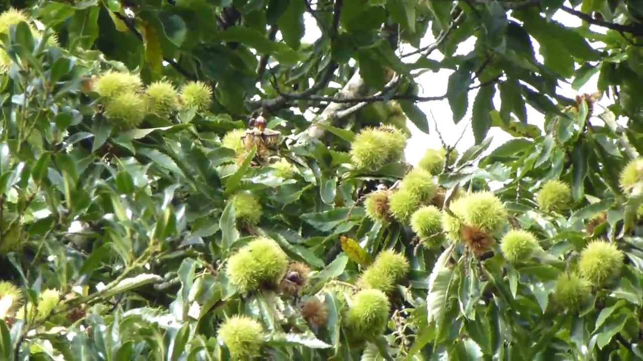 Chestnuts - Castanea tree - Husked nut - Kastaníutré - Hnetur ...