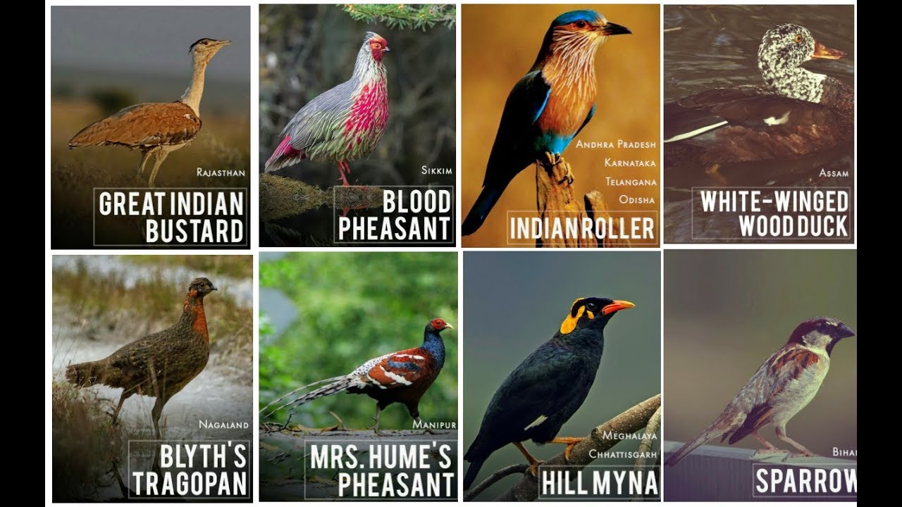 State Birds [Important For Every Exam] - YouTube