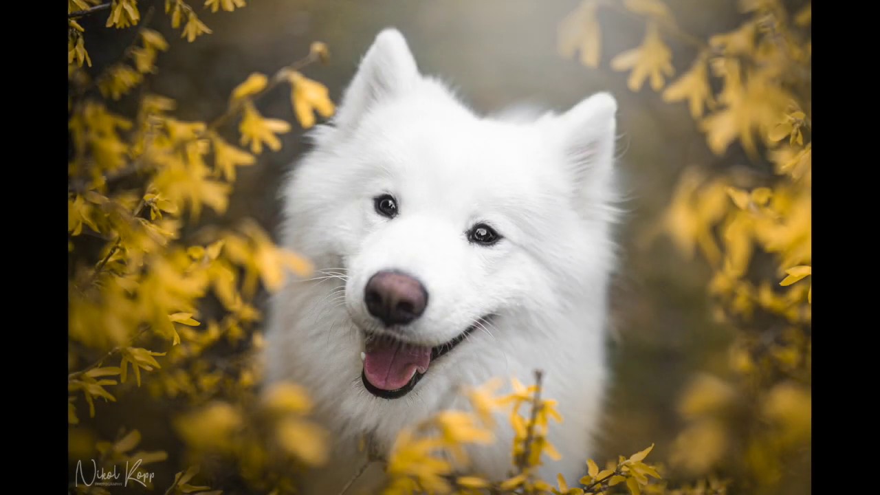 Dog Photography | EDITING - YouTube