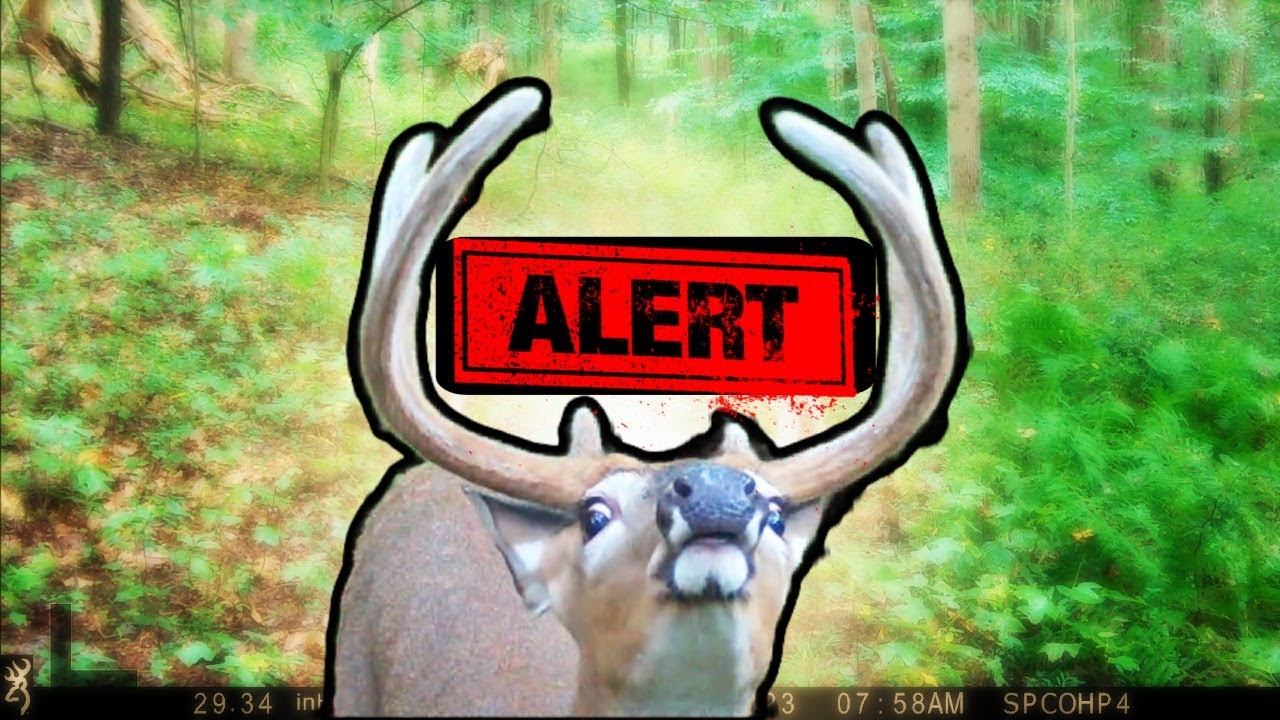 Do Trail Cameras Spook Deer Hunting Experiment - YouTube