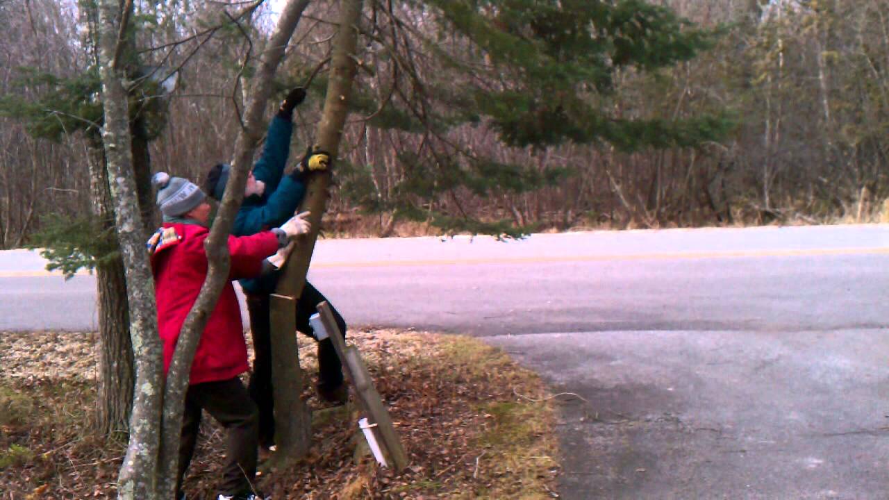 Cutting down a small tree at Grandma's house - YouTube