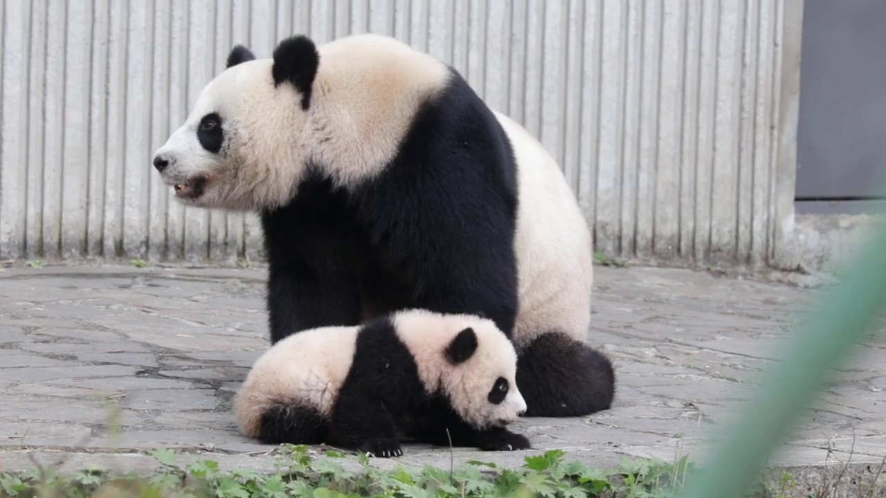 Lin Ping and her Twin , Wolong Giant Panda Nature Reserve, China - YouTube