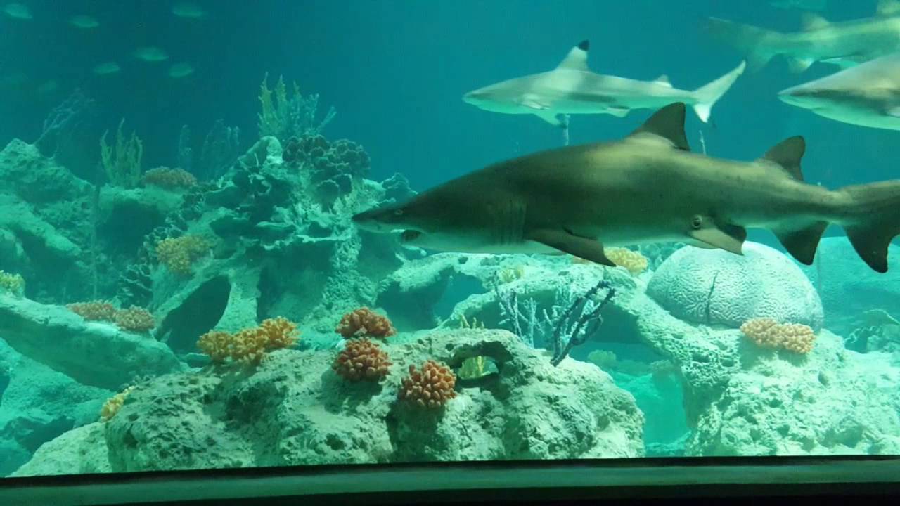 Sharks & Sea Lions in The Living Sea Carousel at the OdySea Aquarium in ...