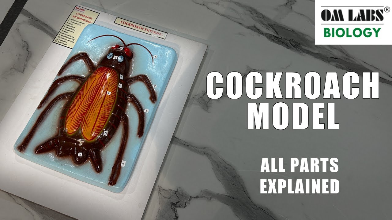 Cockroach Model | Cockroach Morphology | Cockroach and its Parts ...