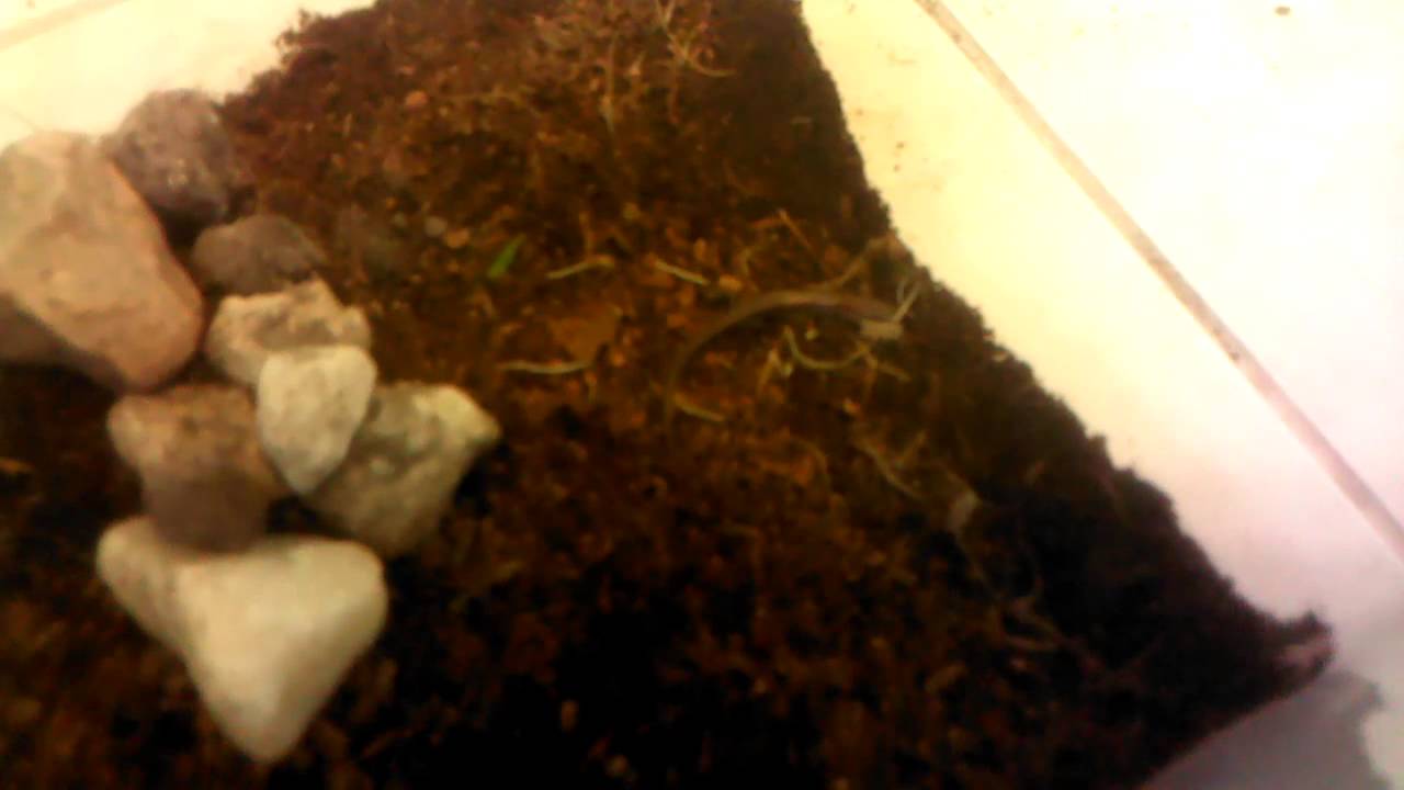 Ground skink hunting crickets - YouTube