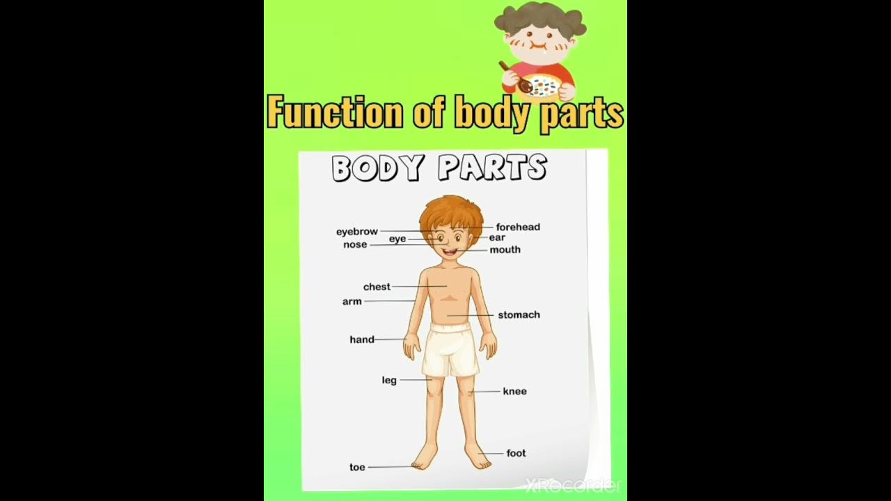 Functions of body parts UKG - YouTube