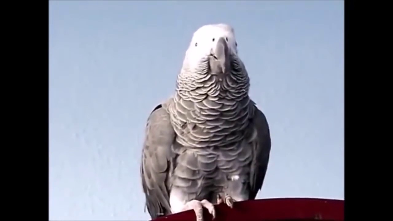 Ruby The Swearing Parrot Compilation - YouTube