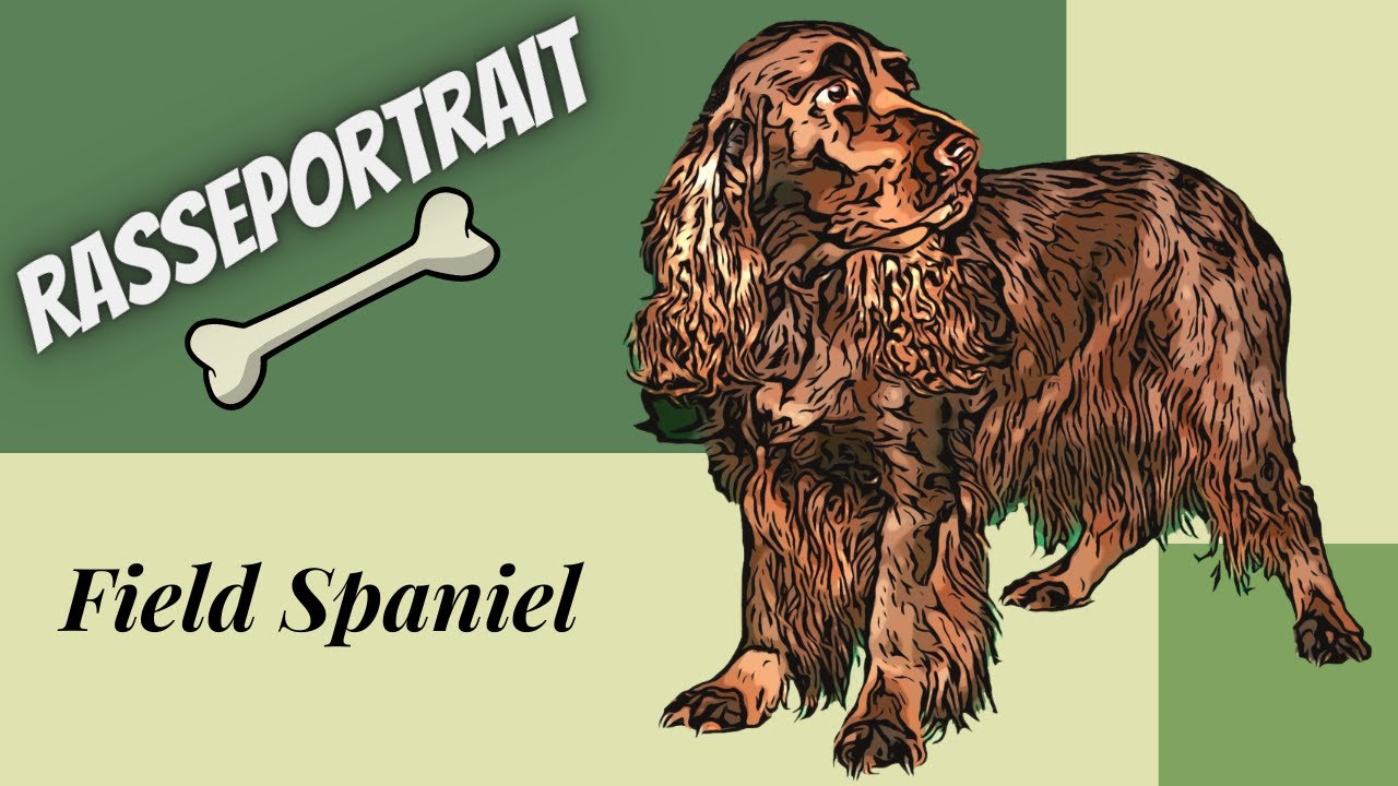 Field Spaniel - Video Rasseportrait - YouTube