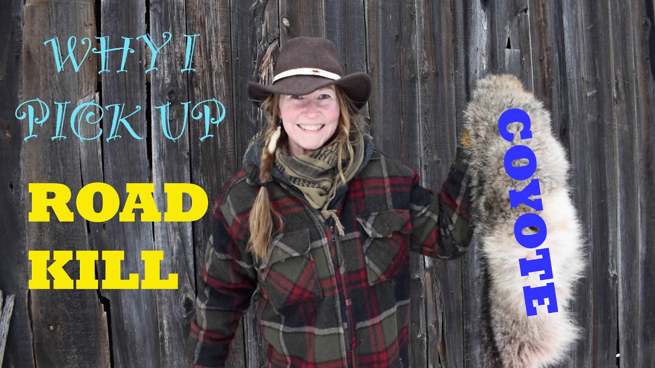 Why I Pick up ROADKILL! Processing a Coyote - YouTube