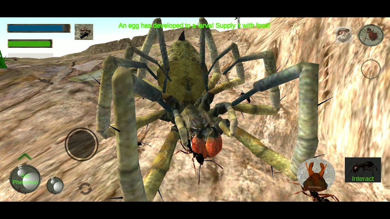 Spider eat laba-laba - YouTube