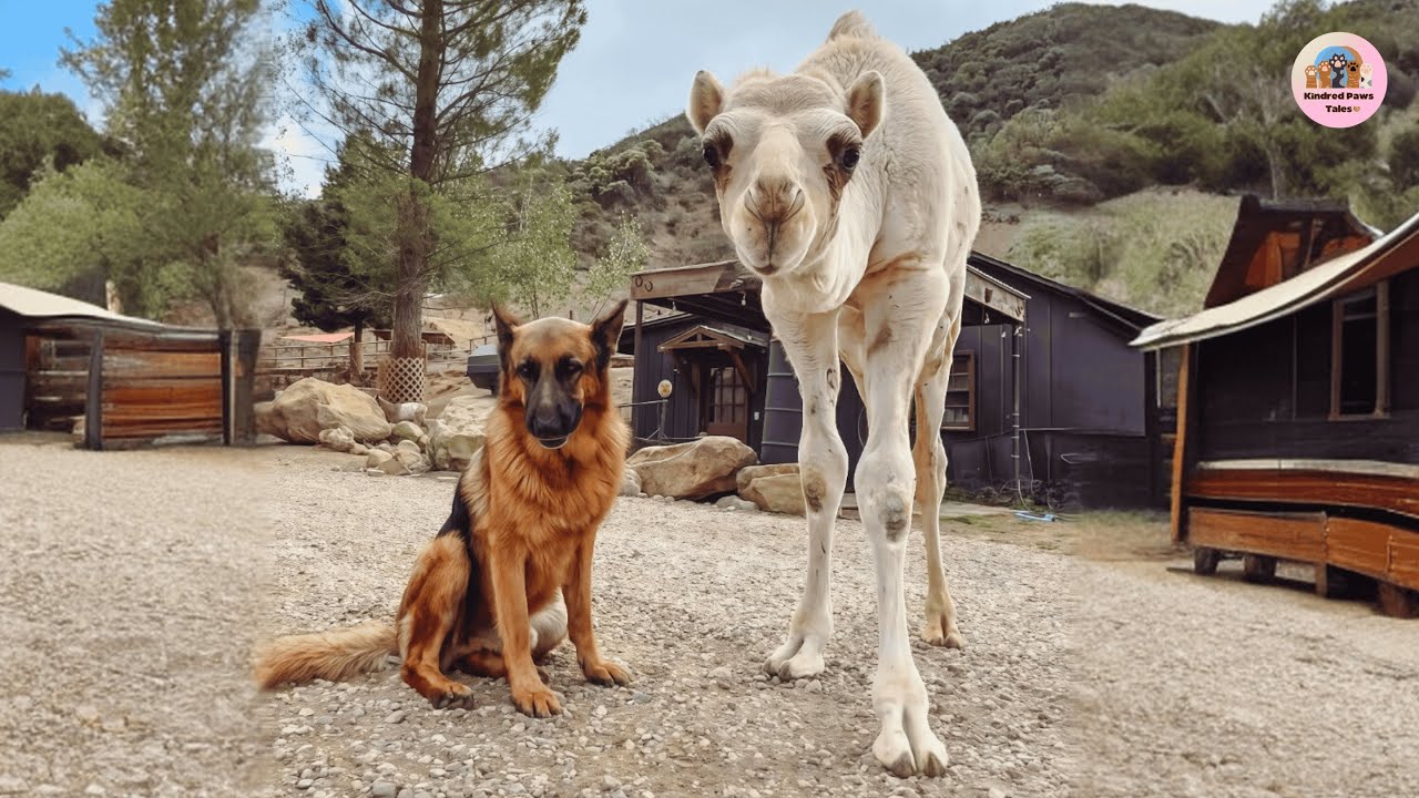 The Camel Who Thinks He’s Human: Albert’s Unbelievable Bond With His ...