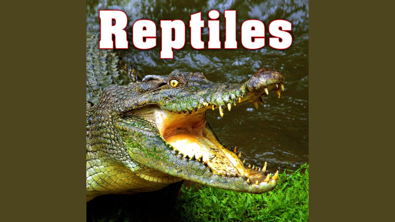 Adult Alligator Growling and Hissing - YouTube