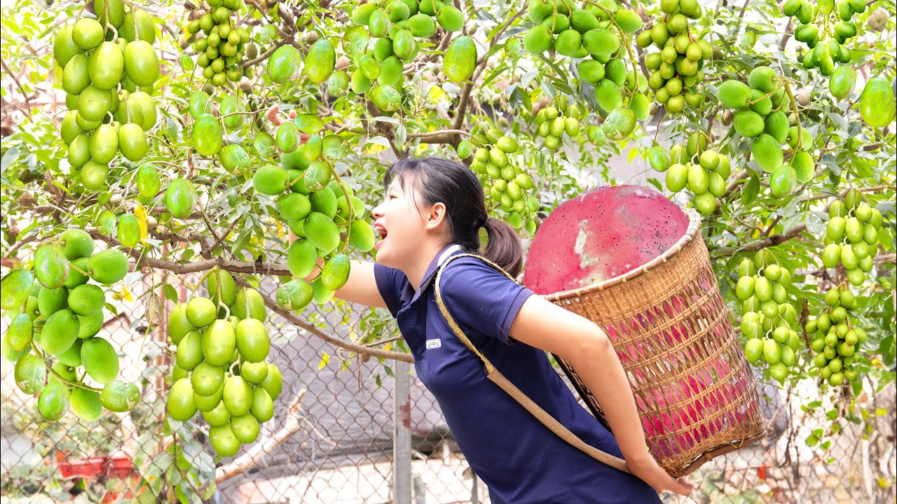 Harvest TOAD FRUIT Go to market sell - Make a super spicy TOAD dish and ...