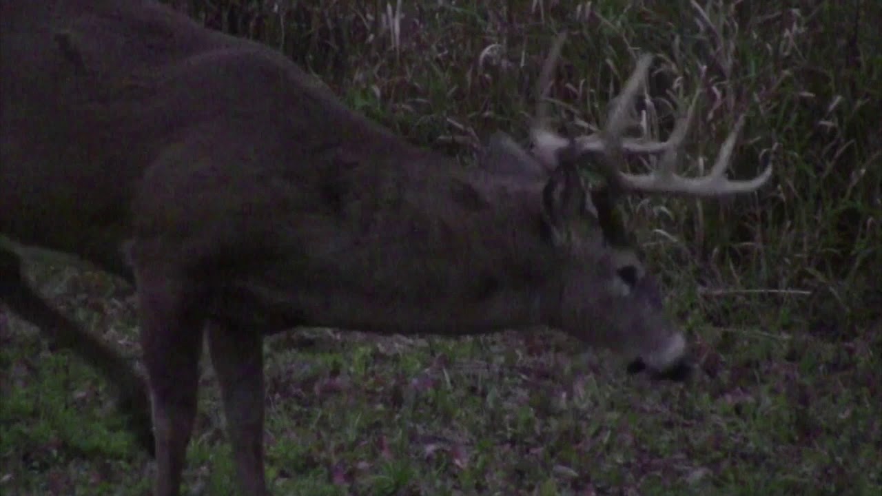 Bow Buck 2019 - YouTube