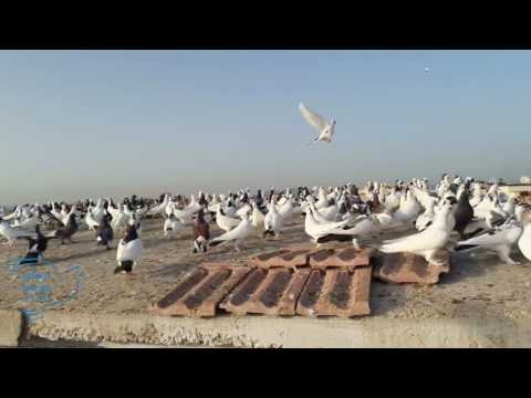 Meşhur Oynakçı Pirinççi Metin Abinin Güvercinleri