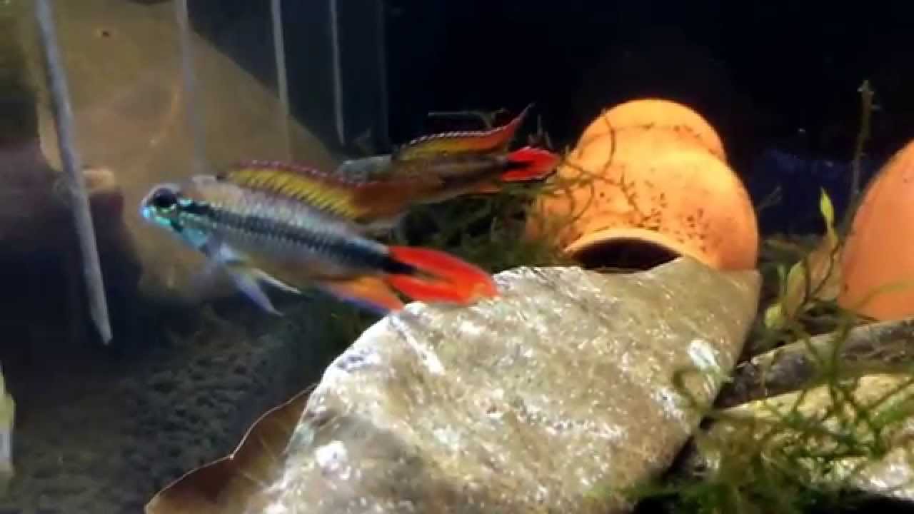 Apistogramma Cacatuoides Super Red