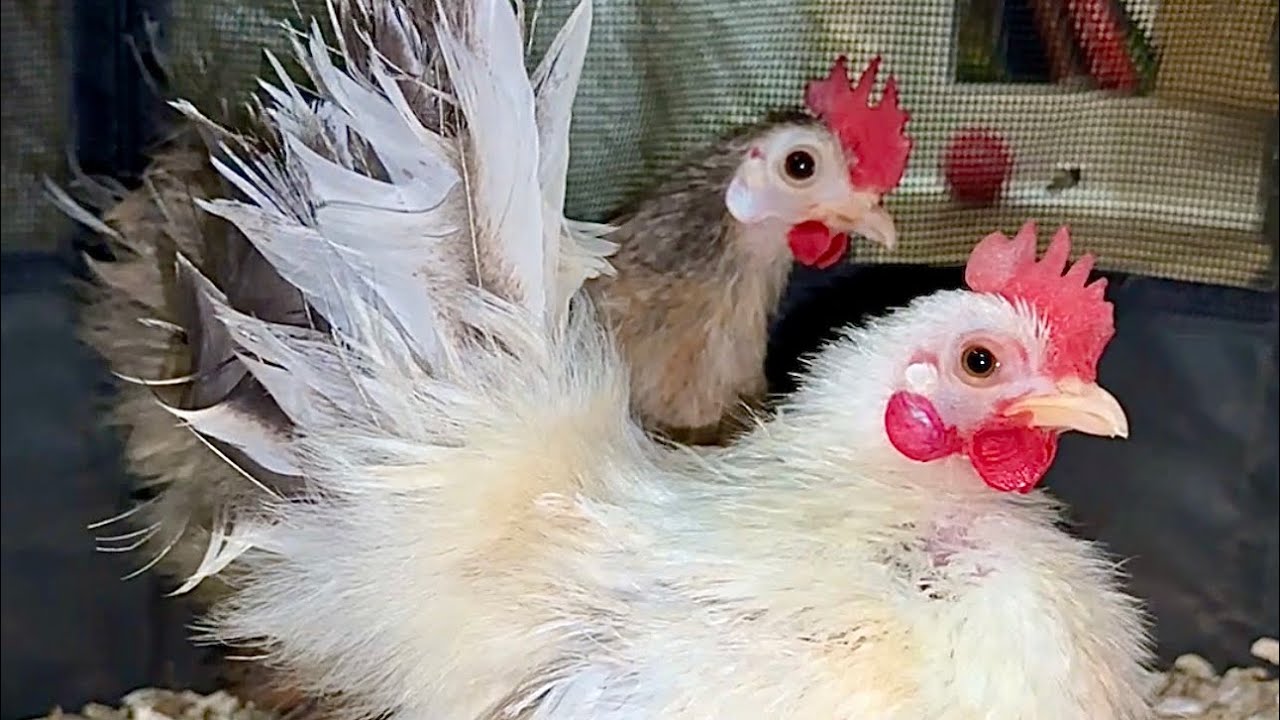 I Got My DREAM CHICKENS!🩵🥹 | Silkied Serama - YouTube