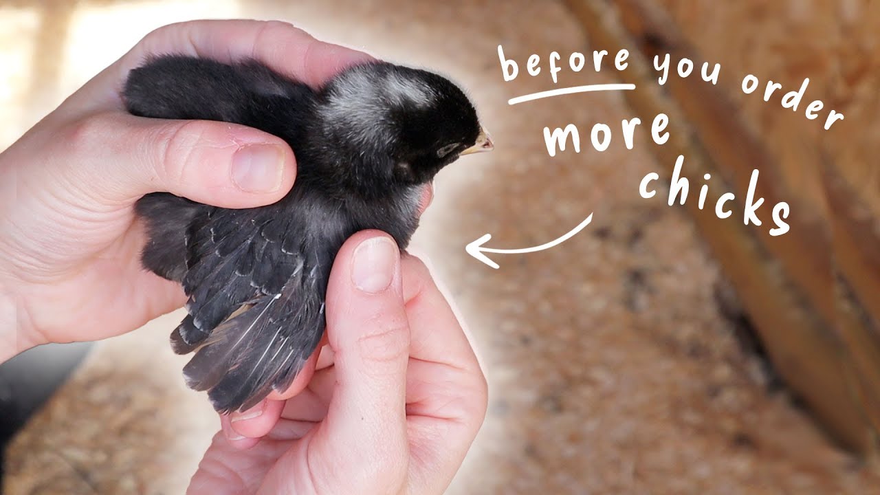 Spring Chick Prep | Complete This Checklist BEFORE You Order New ...