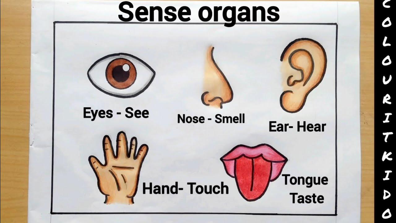 How to draw sense organs easy | Sense organ Drawing idea | How to draw Sense organ easy step ...