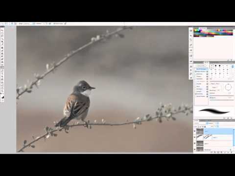 Bird quick edit - YouTube