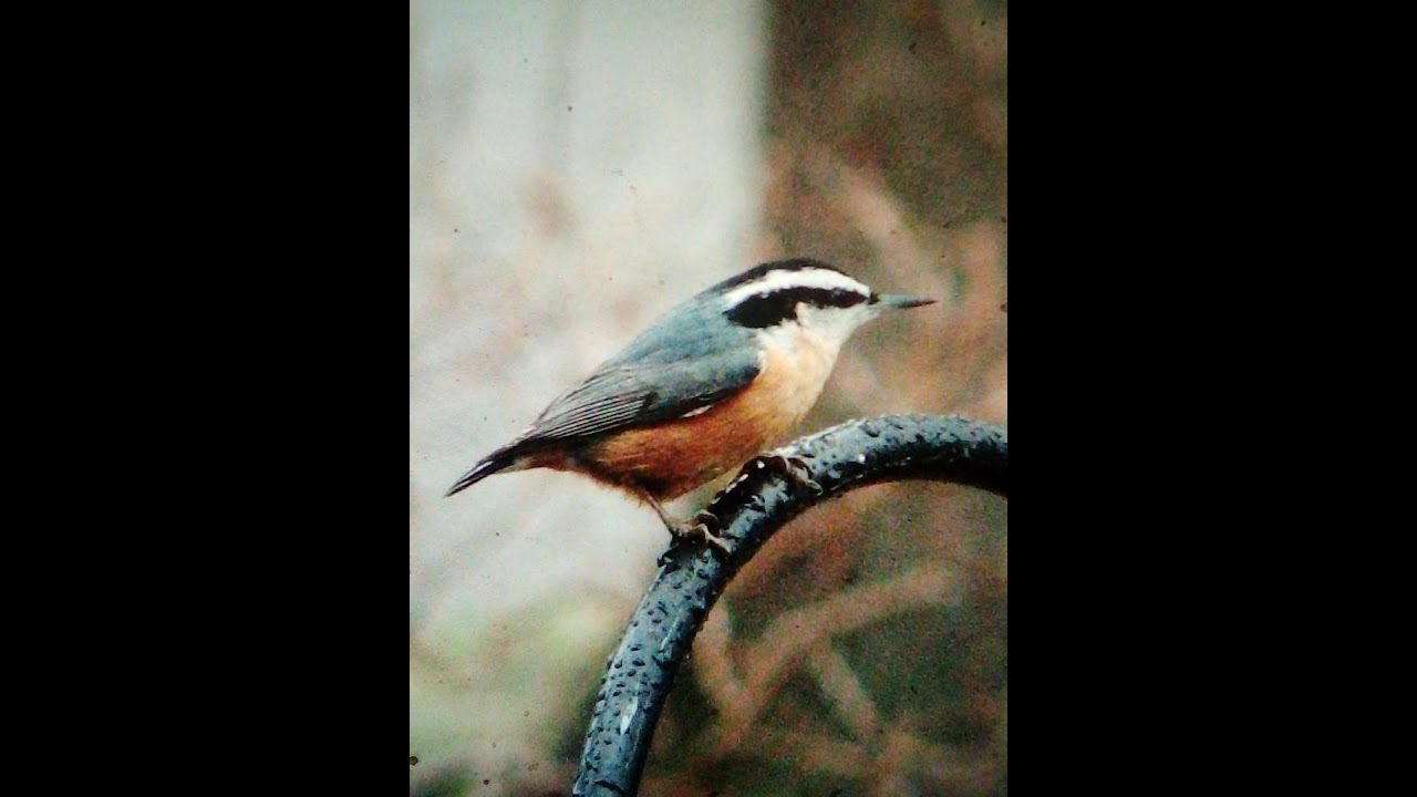 January Birding Update - YouTube
