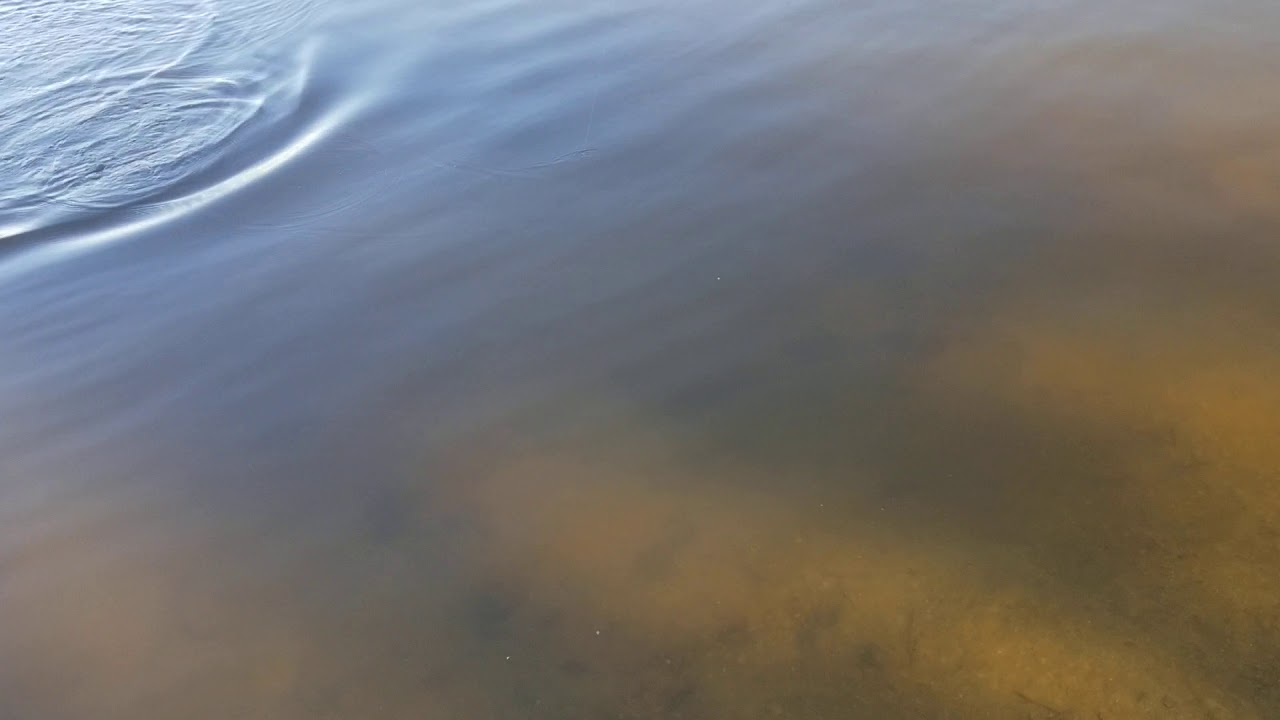 Trout Fishing using Mice Tails - YouTube