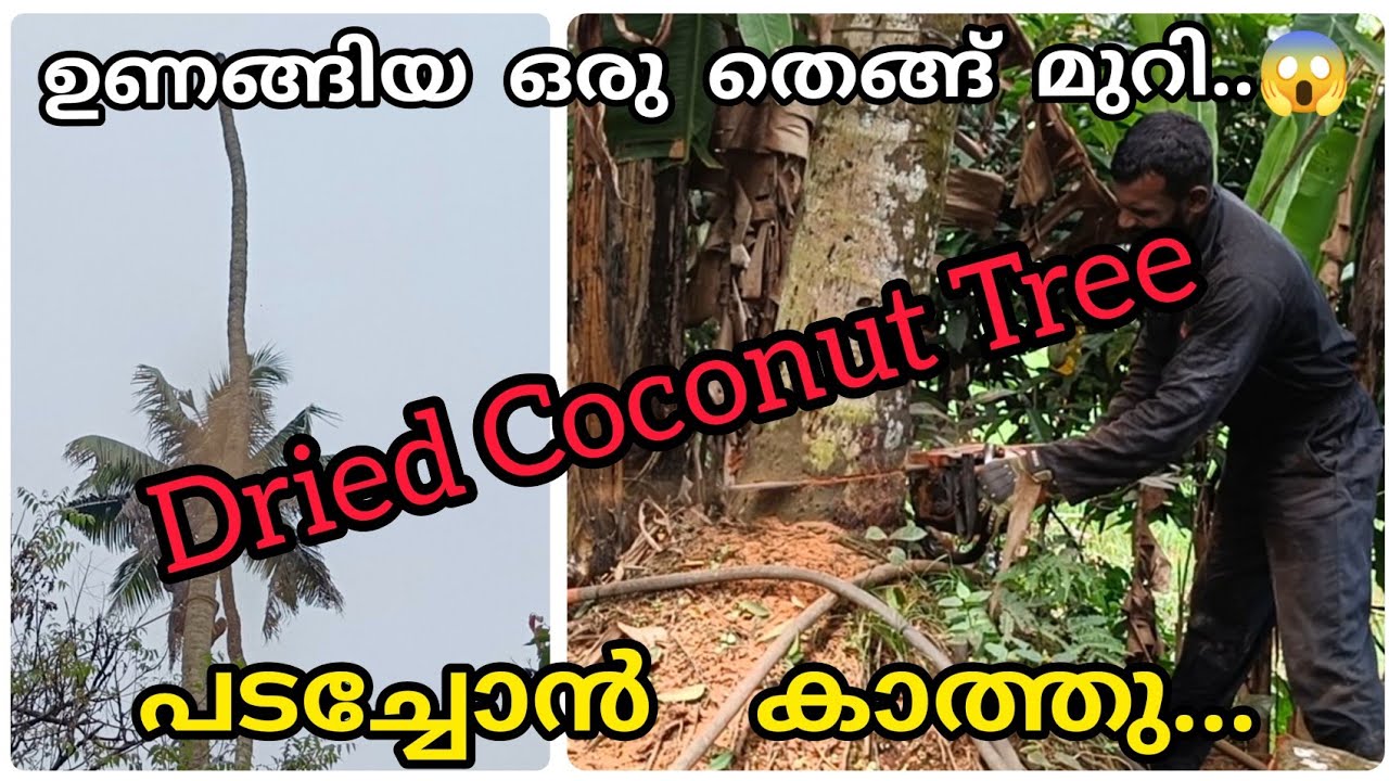 Felling Down Dried Coconut Tree I Dangerous Coconut Tree Cutting - YouTube