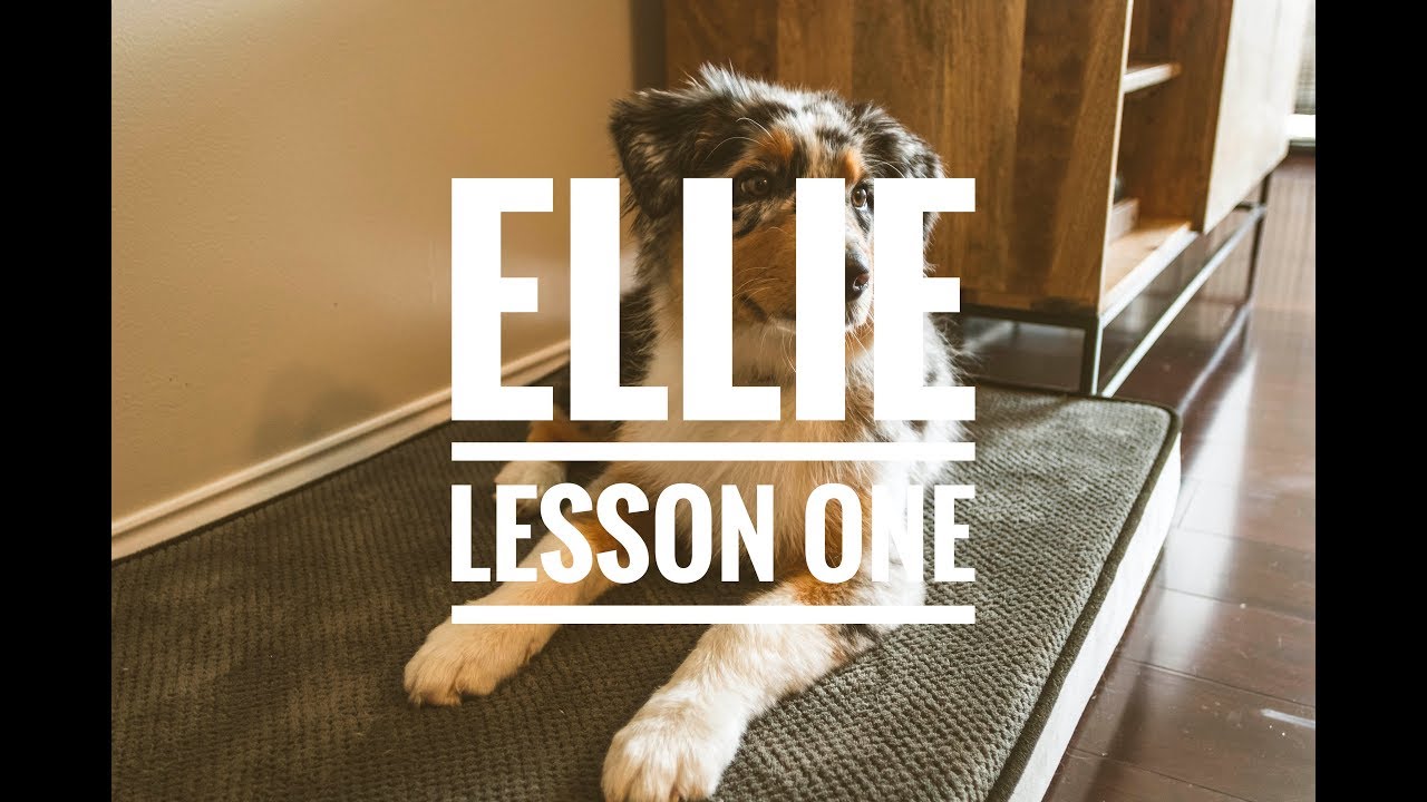 Blue Merle Australian Shepherd Puppy Ellie - YouTube