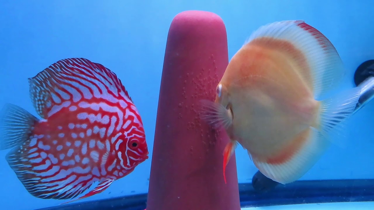 Breeding Discus Red Eagle x Golden Albino - YouTube