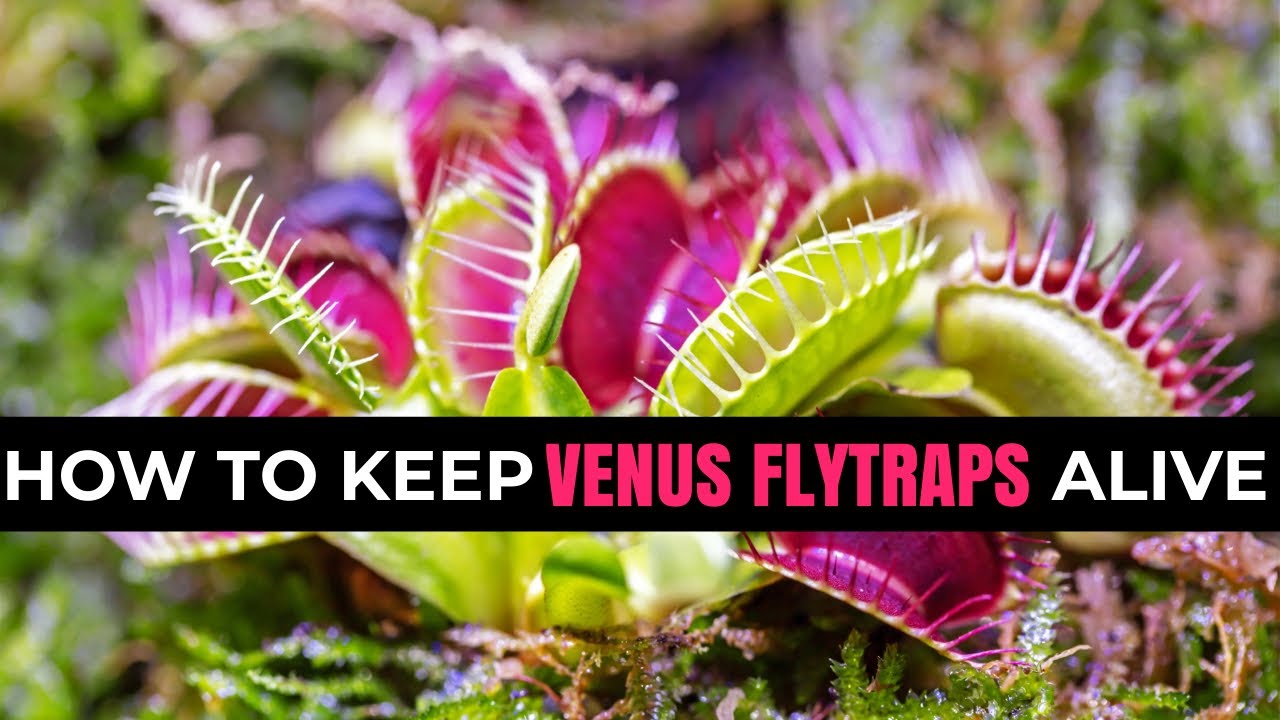 Stop Killing Venus Flytraps: Care Tips You NEED 🌱 - YouTube