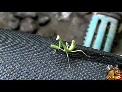Praying mantis moving swiftly @Cats&Daddy - YouTube