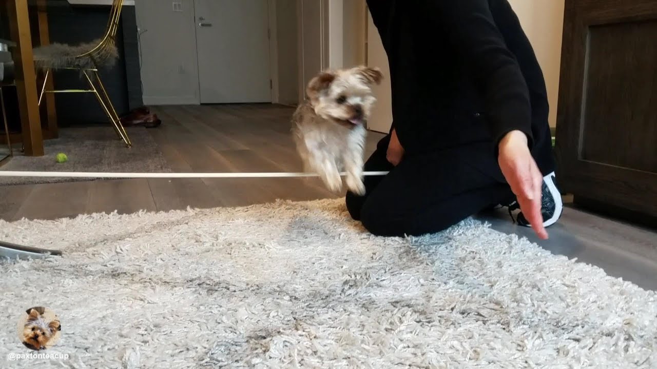 Teaching A Teacup Yorkie New Dog Tricks -- How To Jump - YouTube