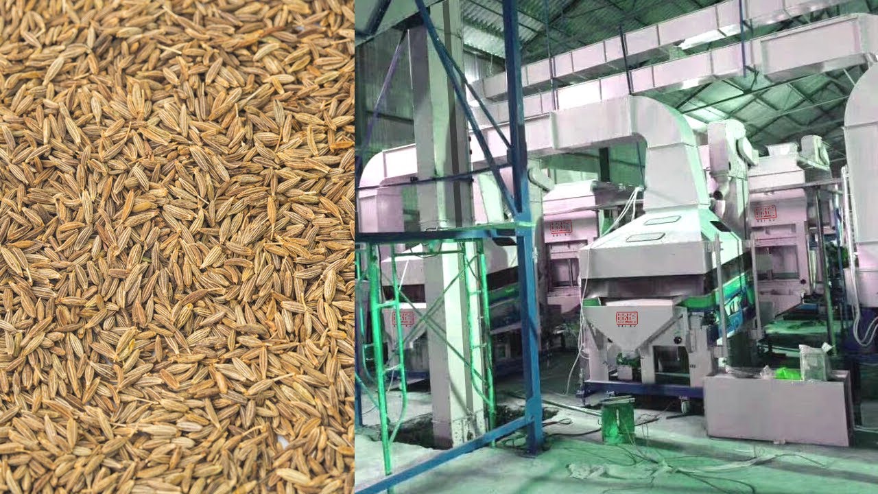 cumin seed cleaning processing line - YouTube