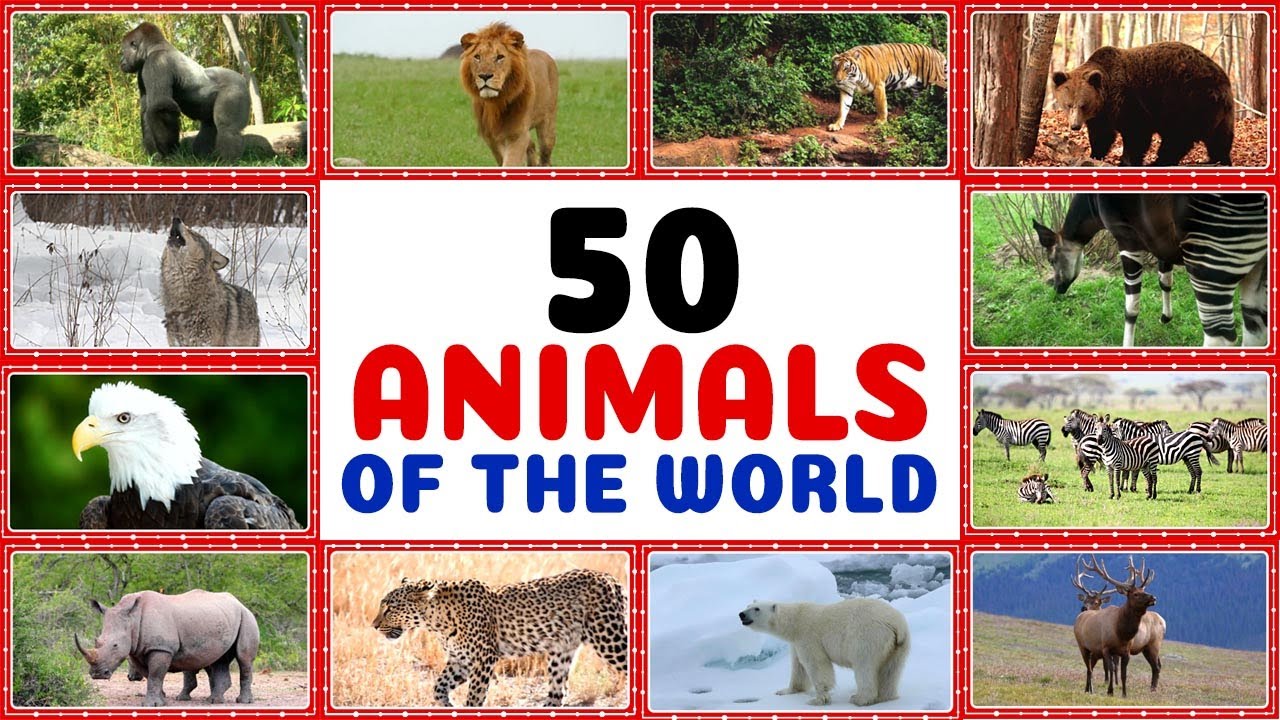 50 Incredible Animals You've Never Heard of | Preschool Wildlife ...